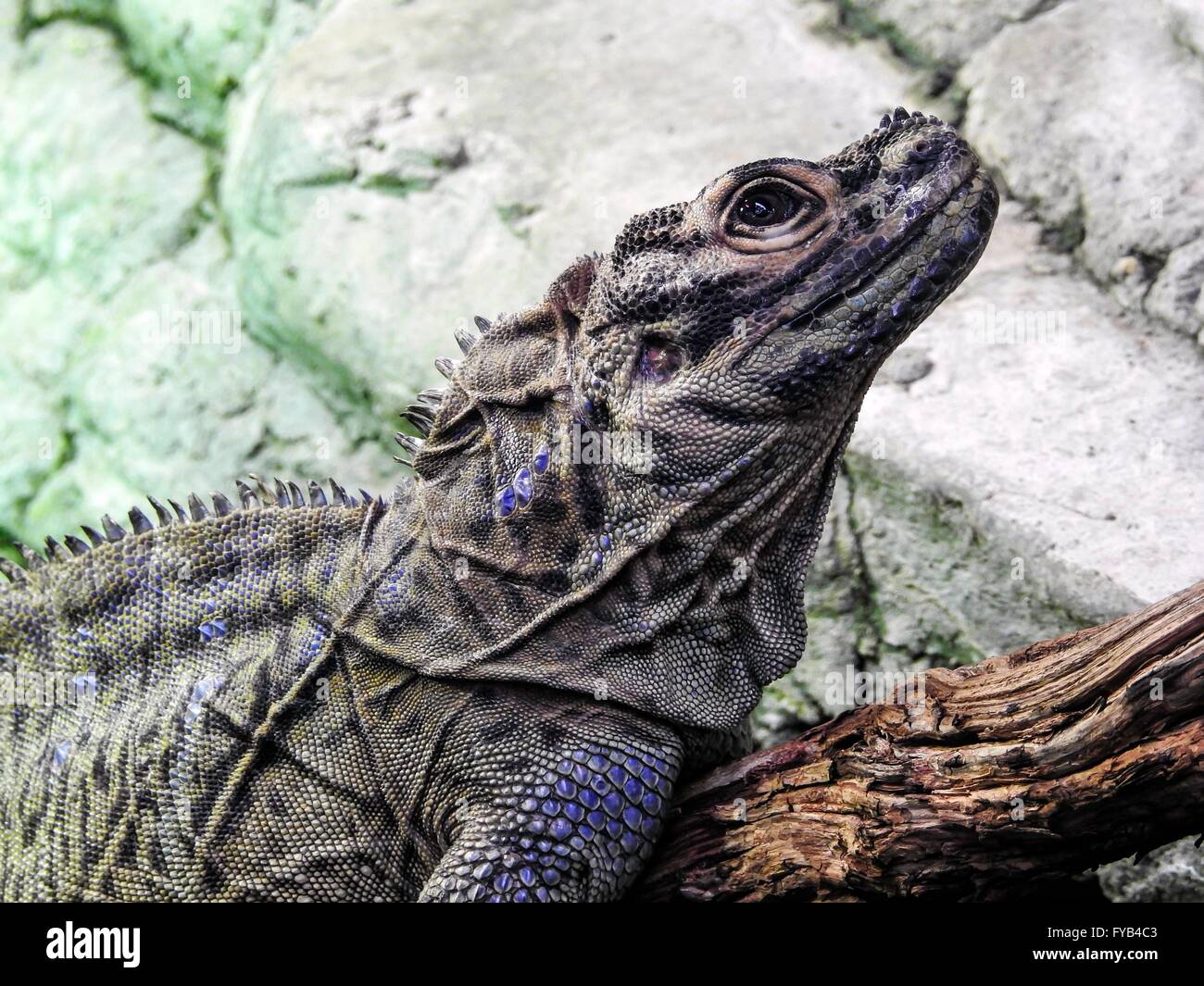 Sailfin Lizard portrait, april 2016 Stock Photo - Alamy