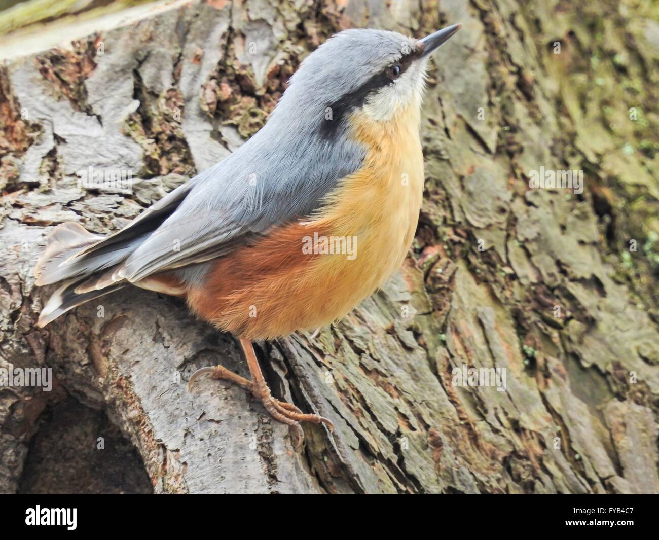 Nuthatch at breeding burrow, april 2016 Stock Photo - Alamy