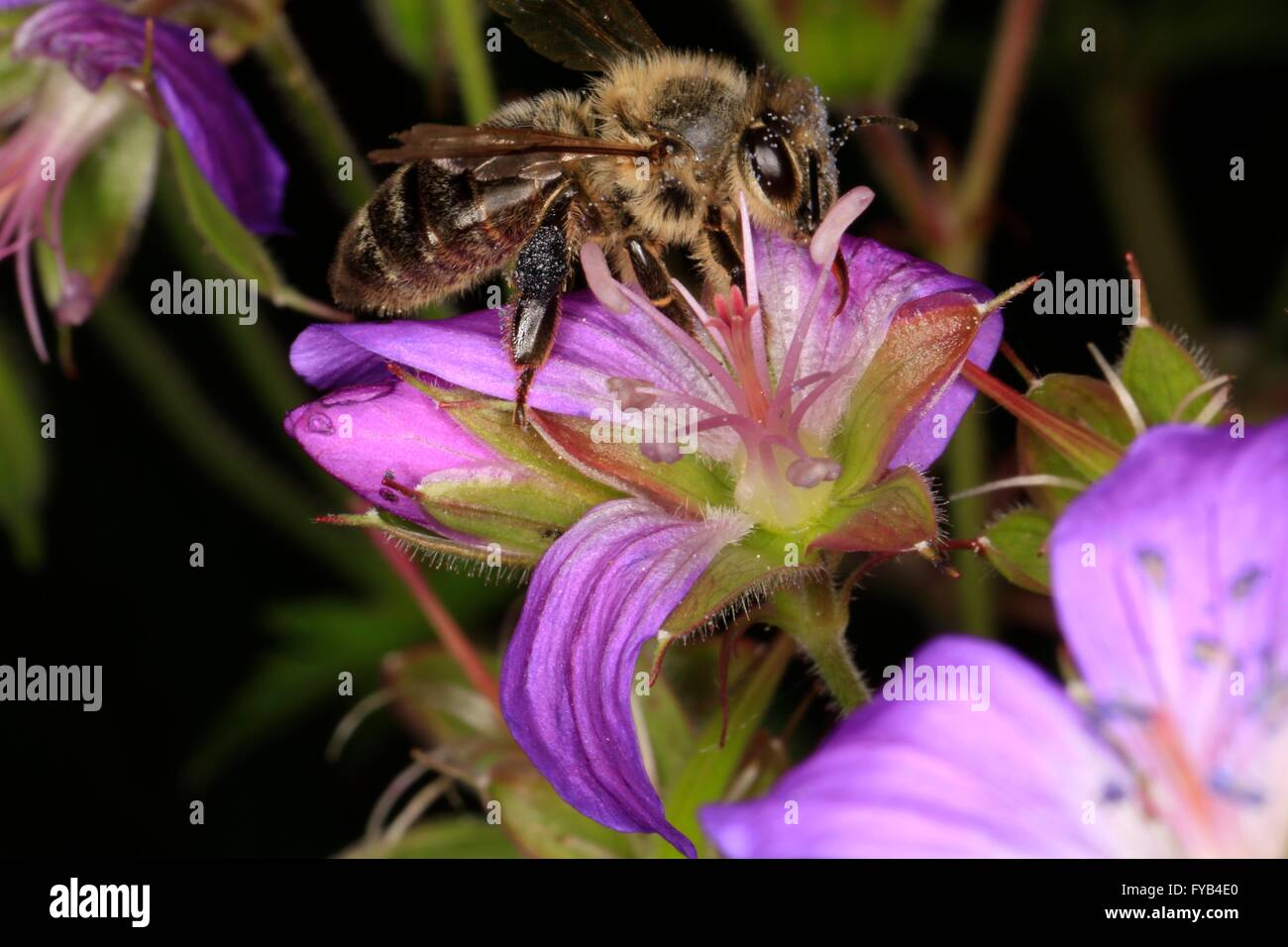 A honeybee (Apis mellifera) on the flower of forest fireweed. The honey ...