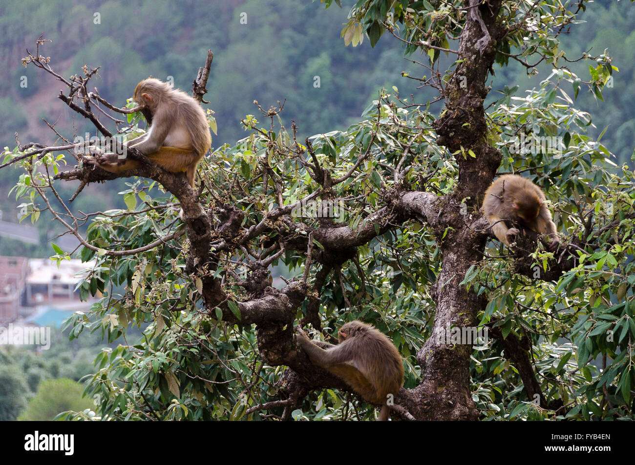 Monkey in a tree hi-res stock photography and images - Alamy