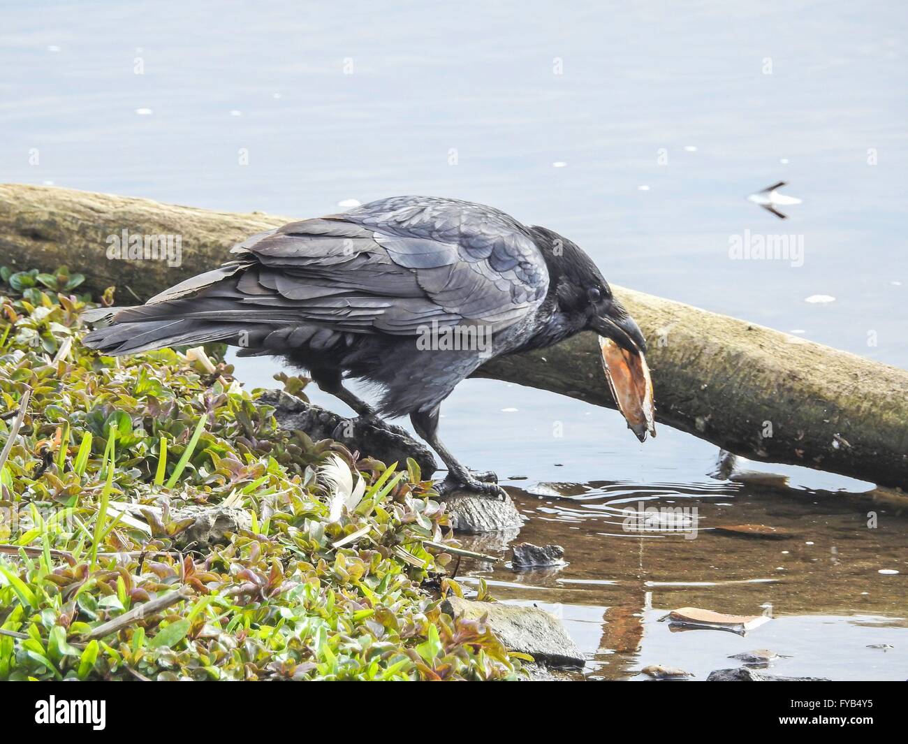 Carrion Crow with Swan Mussel, april 2016 Stock Photo - Alamy