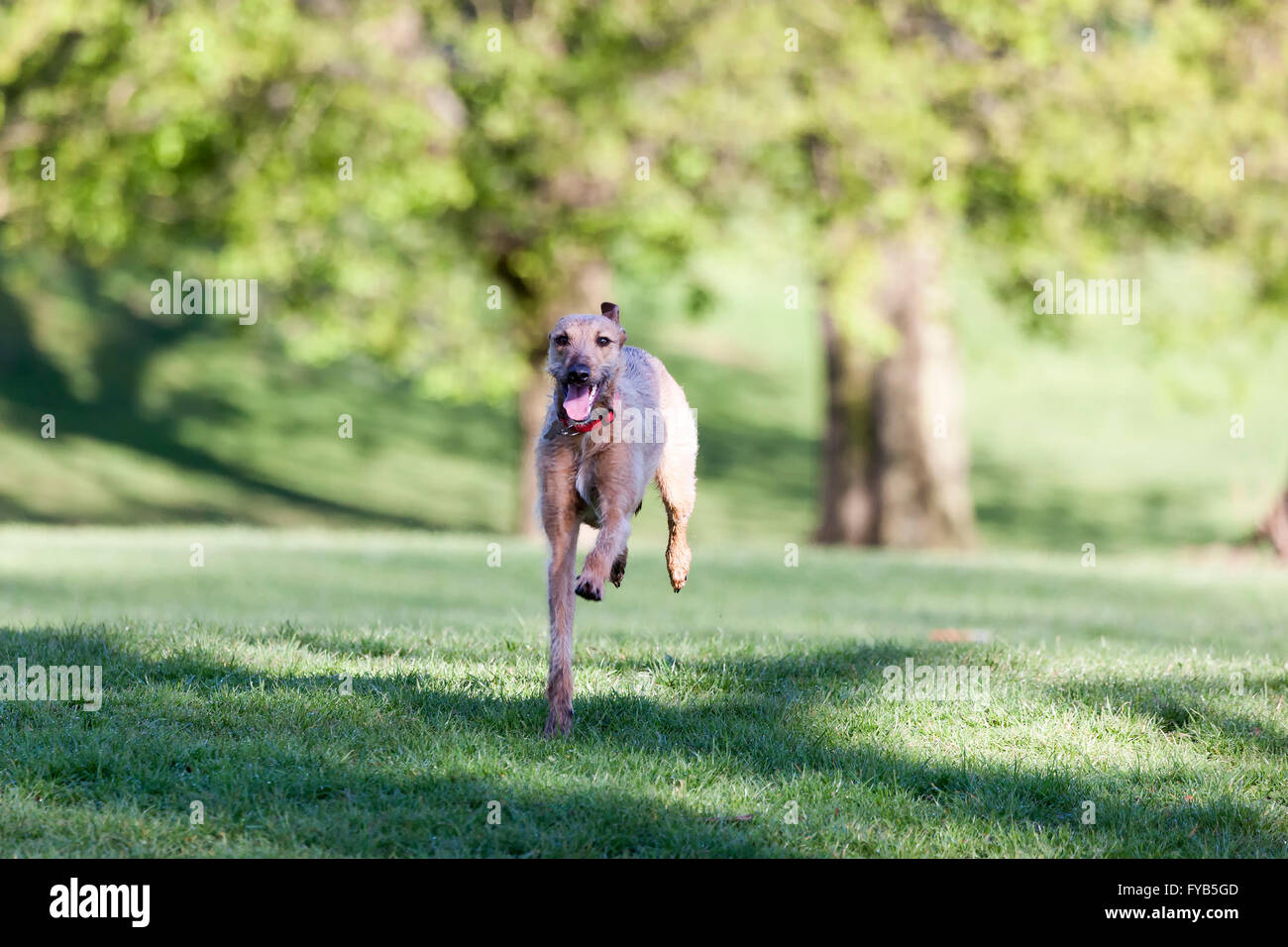 Lurcher dog running towards the camera in Abington Park, Northampton ...