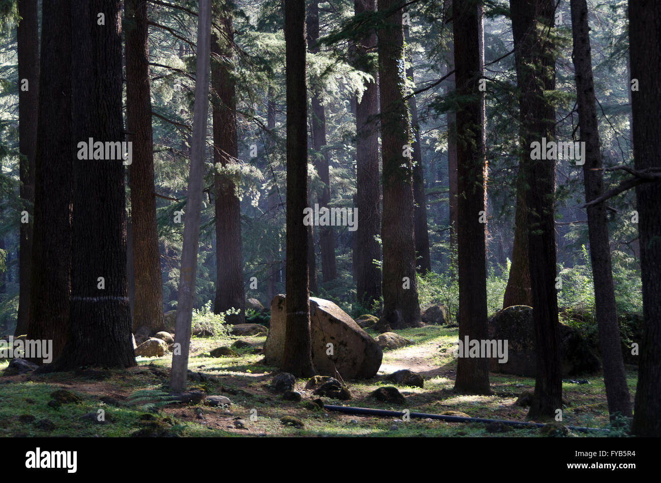 Pine Forest, Manali, Himachal Pradesh, India Stock Photo - Alamy