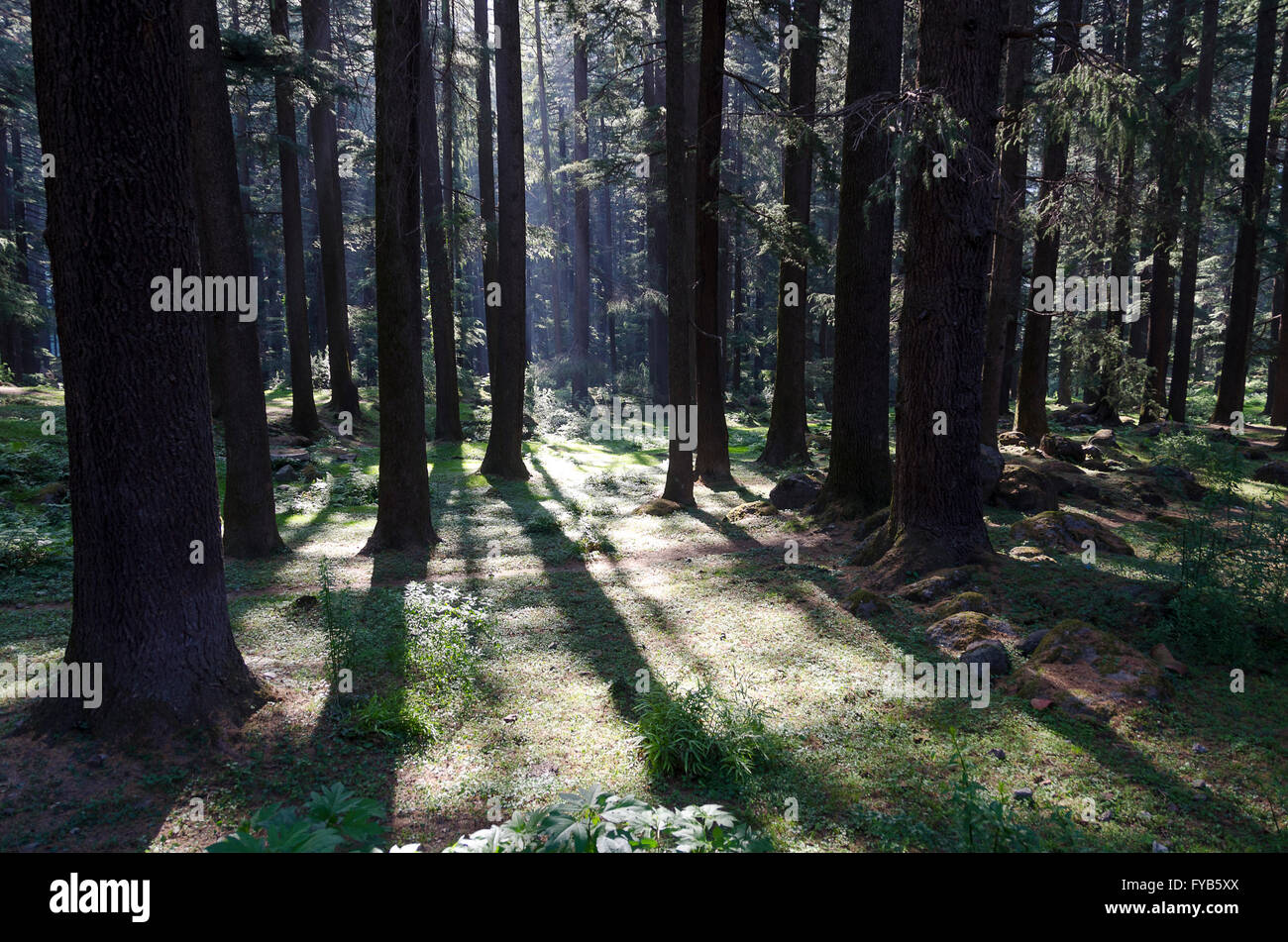 Pine Forest, Manali, Himachal Pradesh, India Stock Photo - Alamy