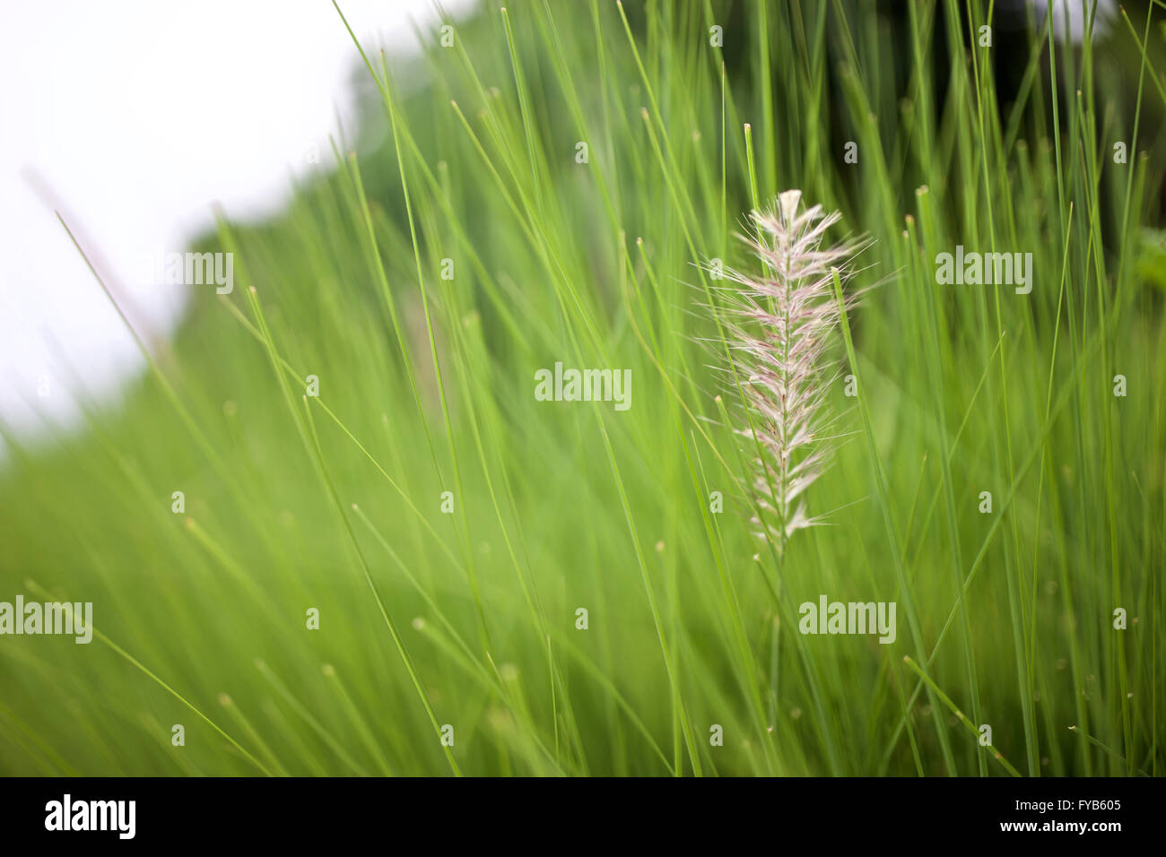 Green shallow hi-res stock photography and images - Alamy