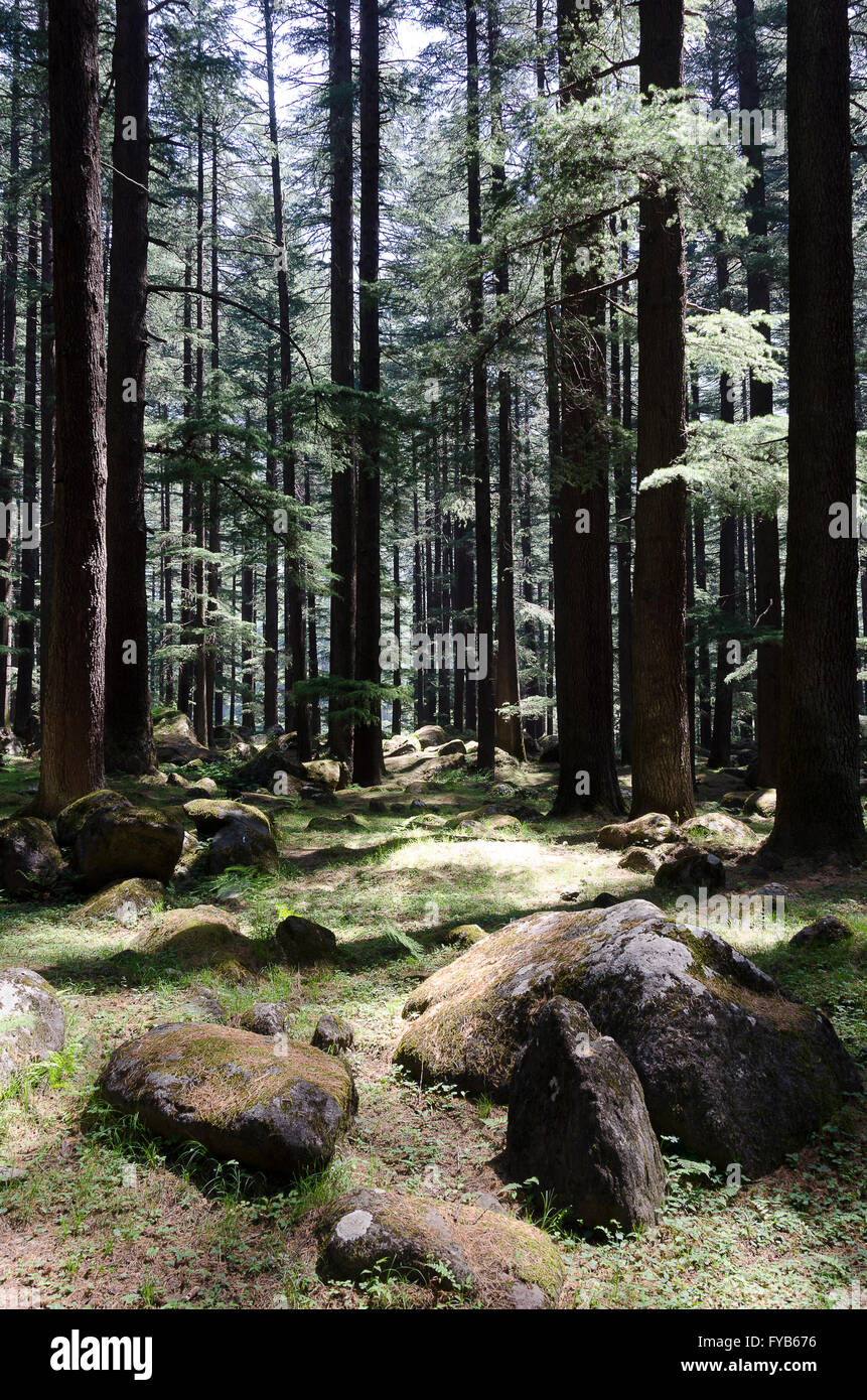 Pine Forest, Manali, Himachal Pradesh, India Stock Photo - Alamy