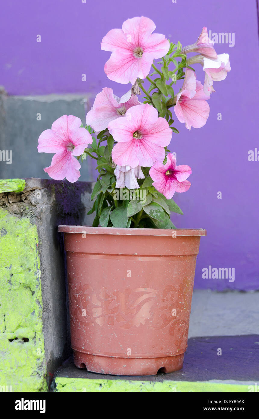 Manali india green hi-res stock photography and images - Alamy