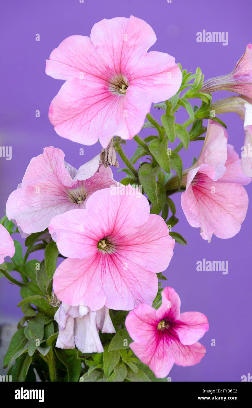 Manali india green hi-res stock photography and images - Alamy