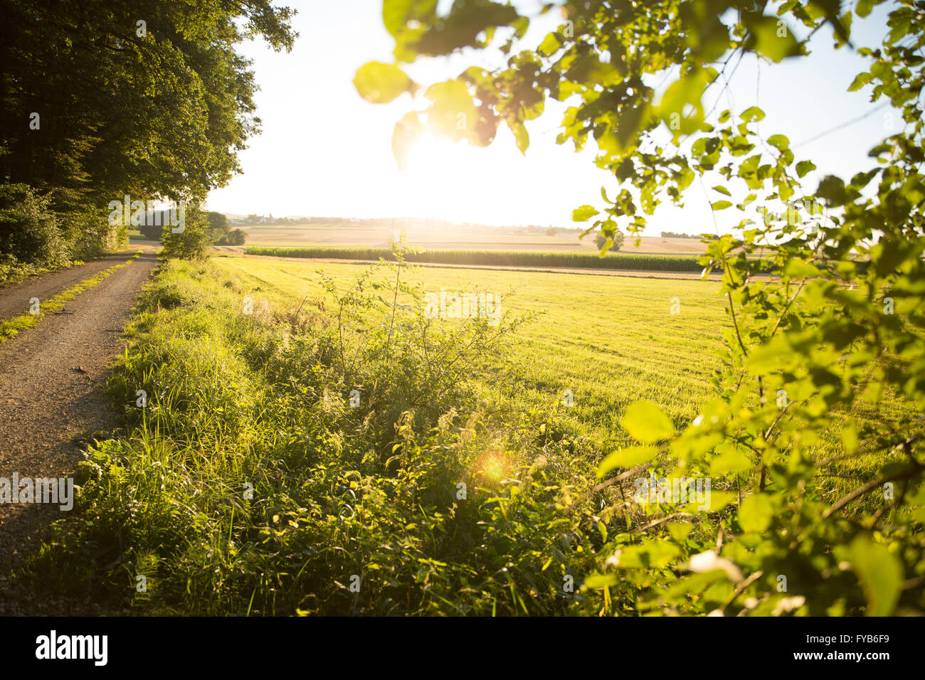 A path through the bavarian nature in Germany Stock Photo - Alamy