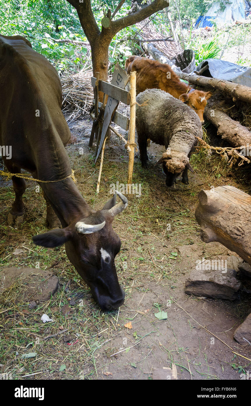 Animals village india hi-res stock photography and images - Alamy