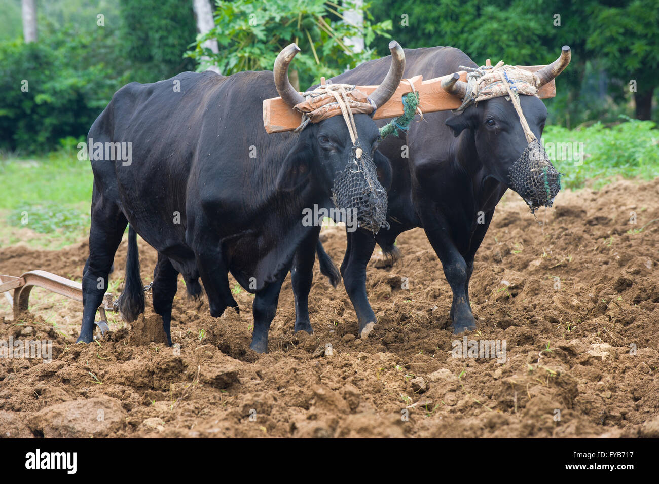 Tilling the soil hi-res stock photography and images - Alamy