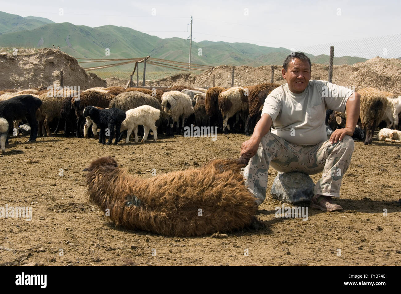 Men working with sheep hi-res stock photography and images - Alamy