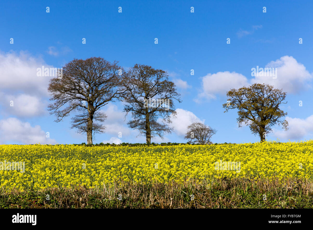 field of rape seed with oak trees, tree, meadow, clear, vibrant ...