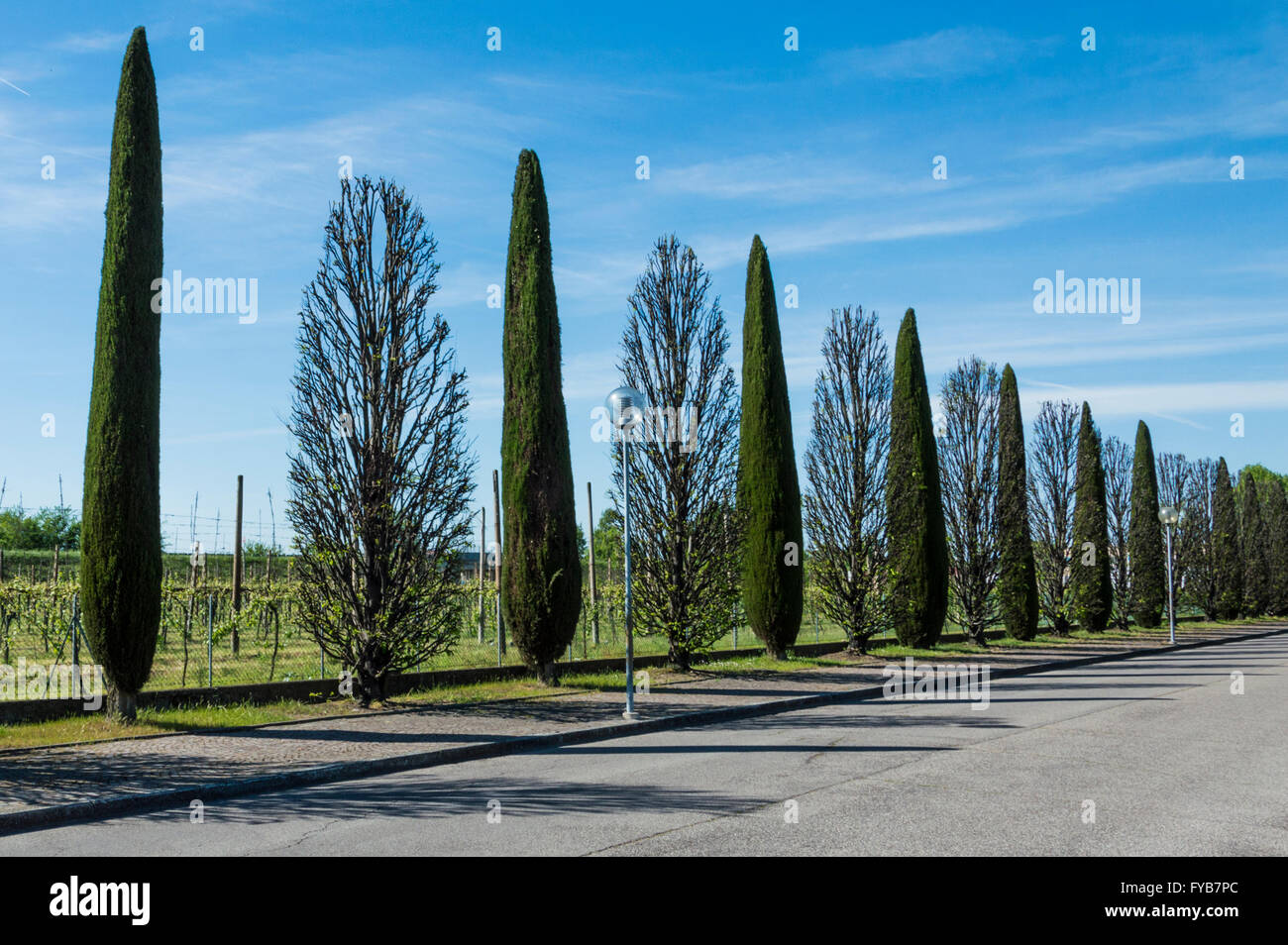 Tree lined avenue Stock Photo - Alamy