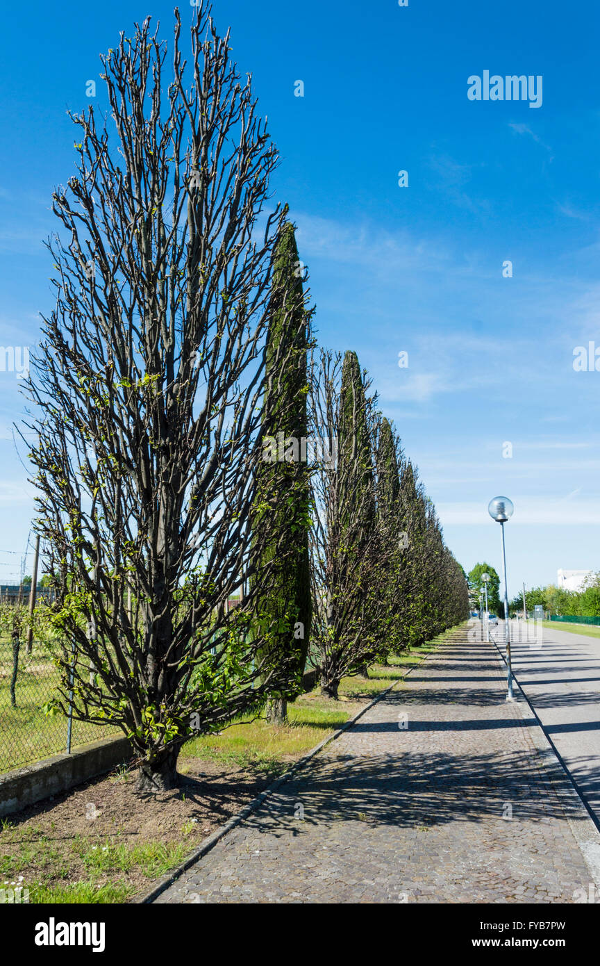 Tree lined avenue Stock Photo - Alamy