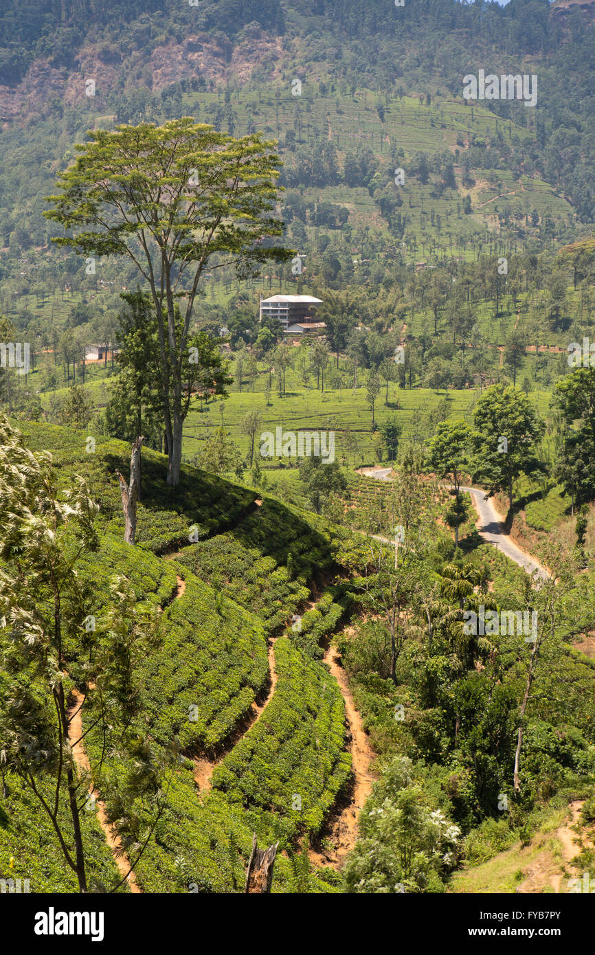 Sri Lanka, Nuwara Eliya, Ramboda, Tea estate and processing factory ...