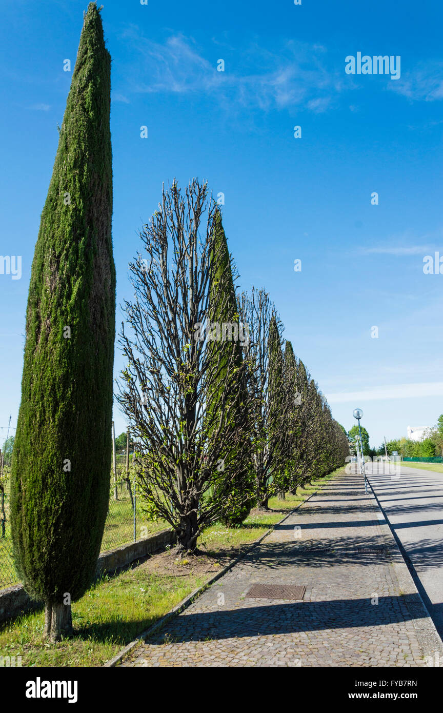 Tree lined avenue Stock Photo - Alamy