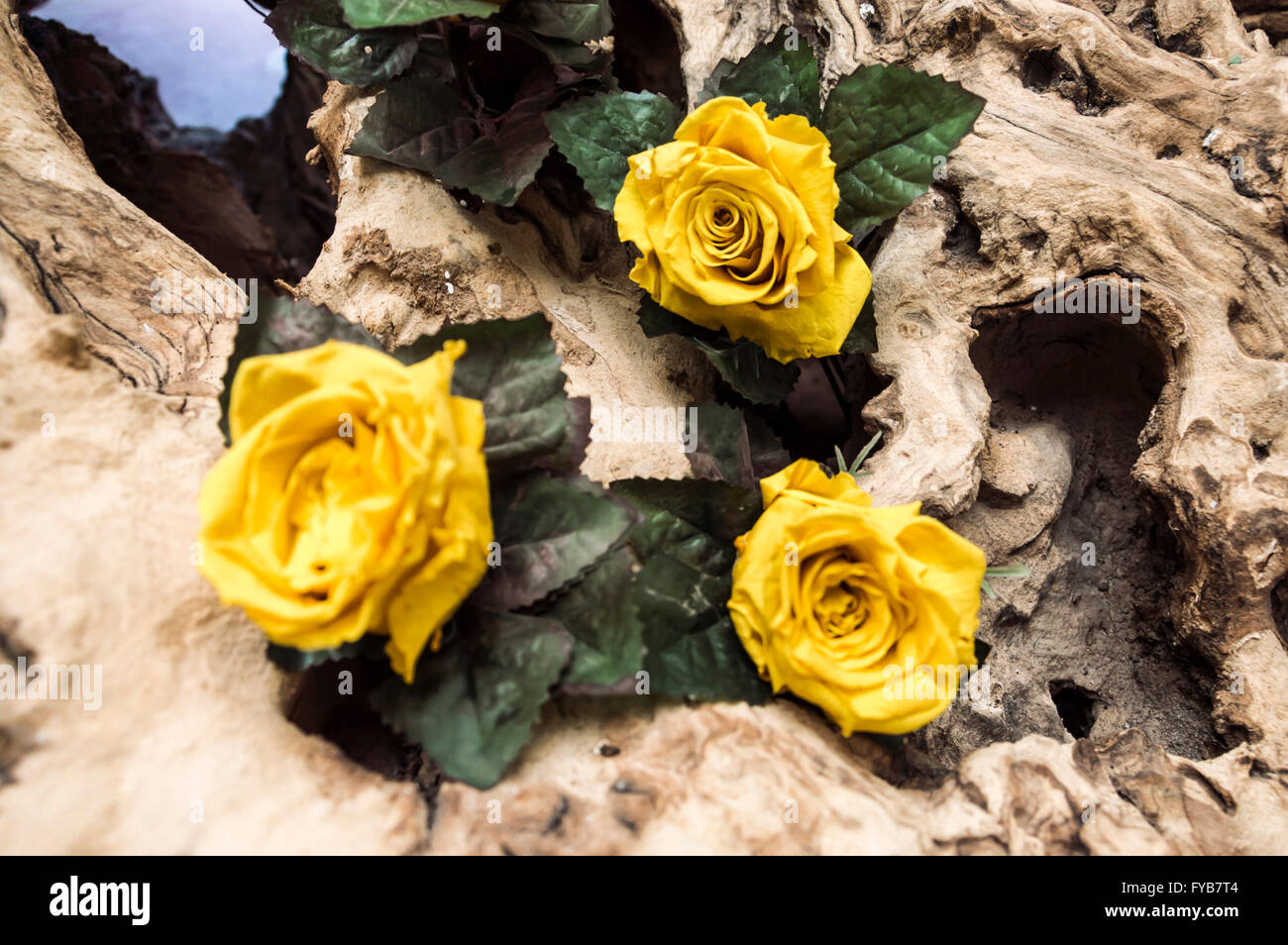 Yellow roses hi-res stock photography and images - Alamy