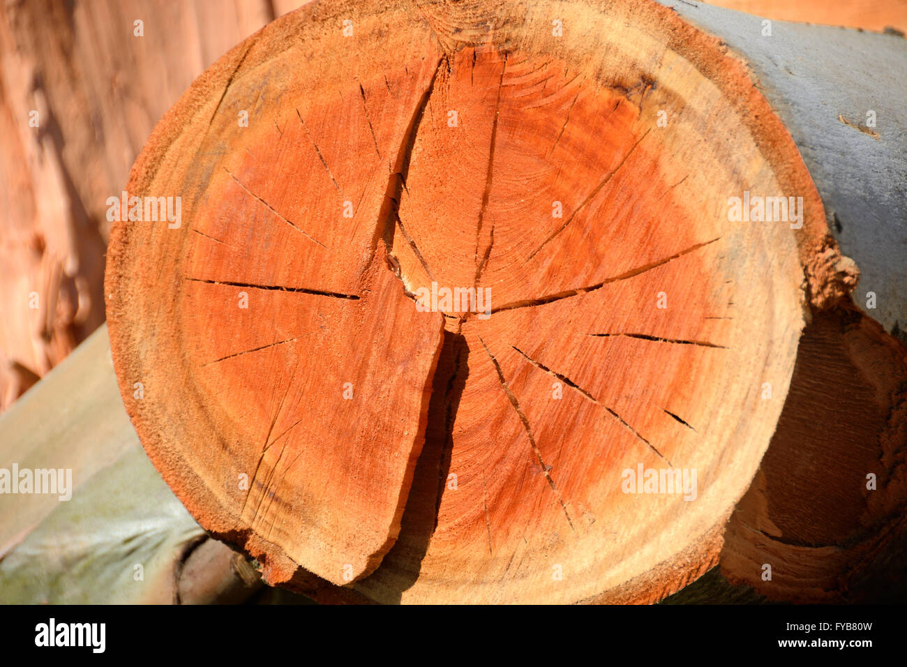 Timber circle hi-res stock photography and images - Alamy