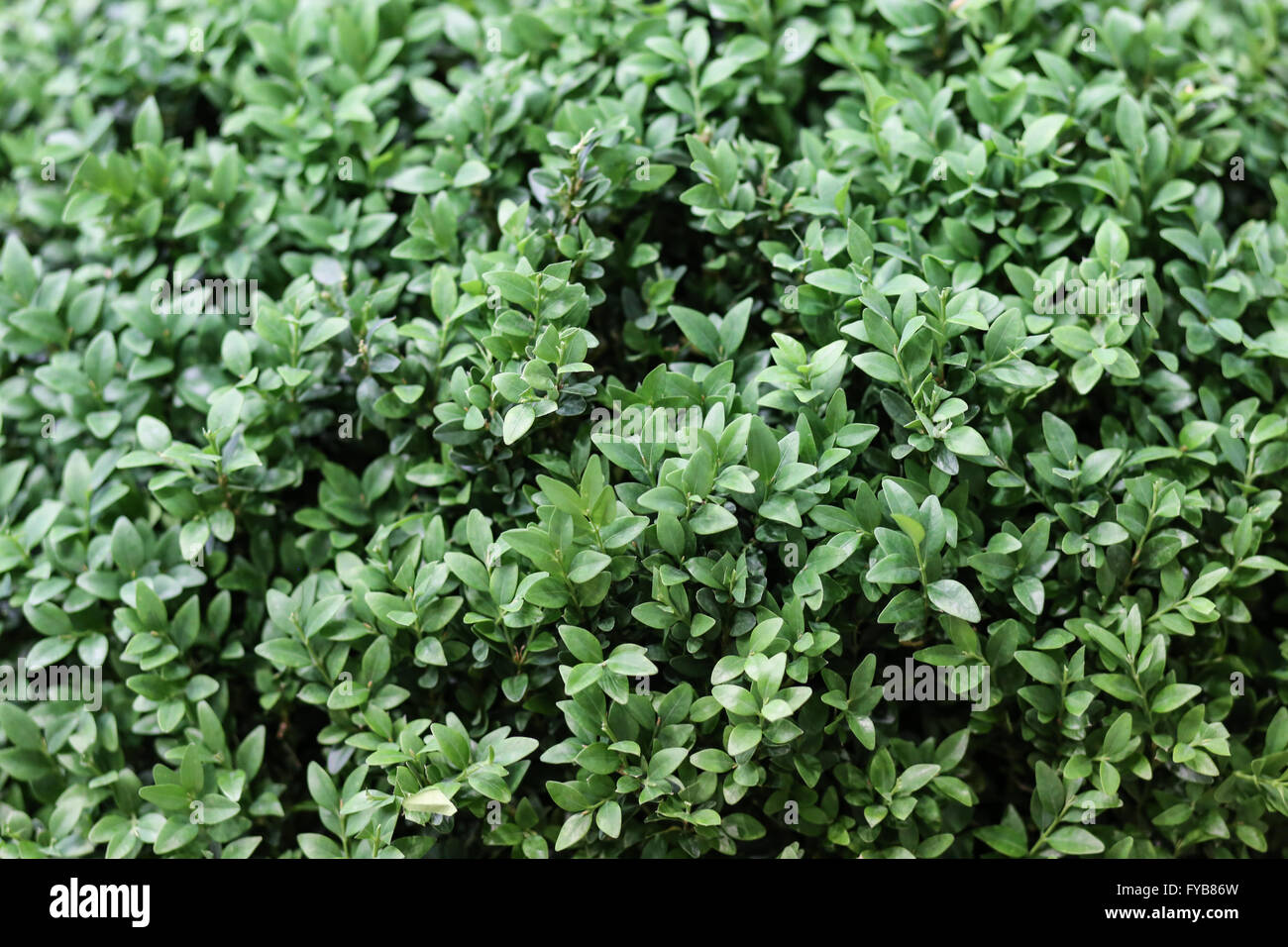 Texture of beautiful green tree fence, leaves background Stock Photo ...