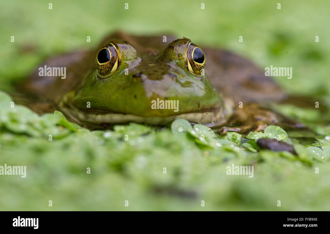 Voracious appetites hi-res stock photography and images - Alamy
