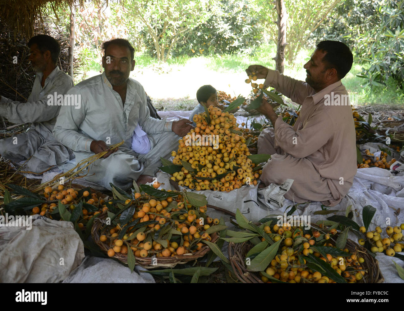 Lahore, Pakistan. 24th Apr, 2016. Pakistani farmers sorting loquat ...