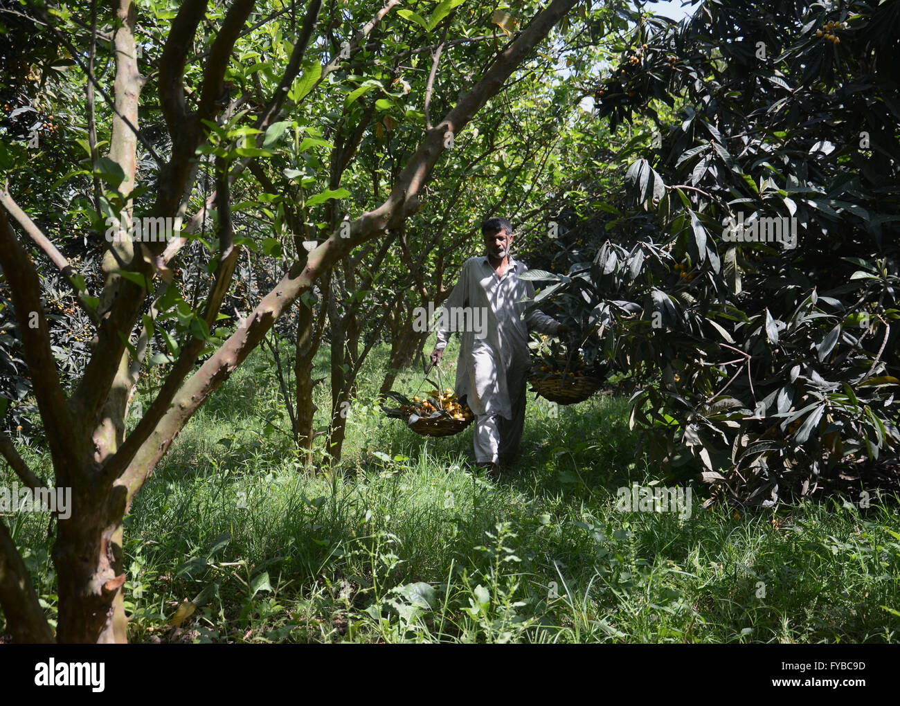 Lahore, Pakistan. 24th Apr, 2016. Pakistani farmer collects loquat ...