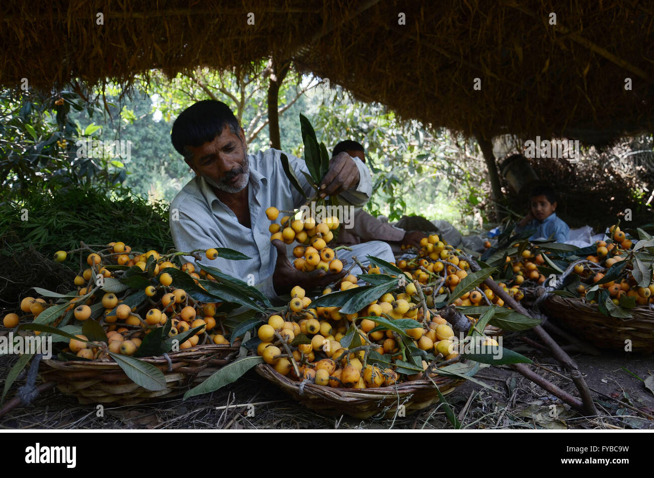Lahore, Pakistan. 23rd Apr, 2016. Pakistani farmer shows his collected ...