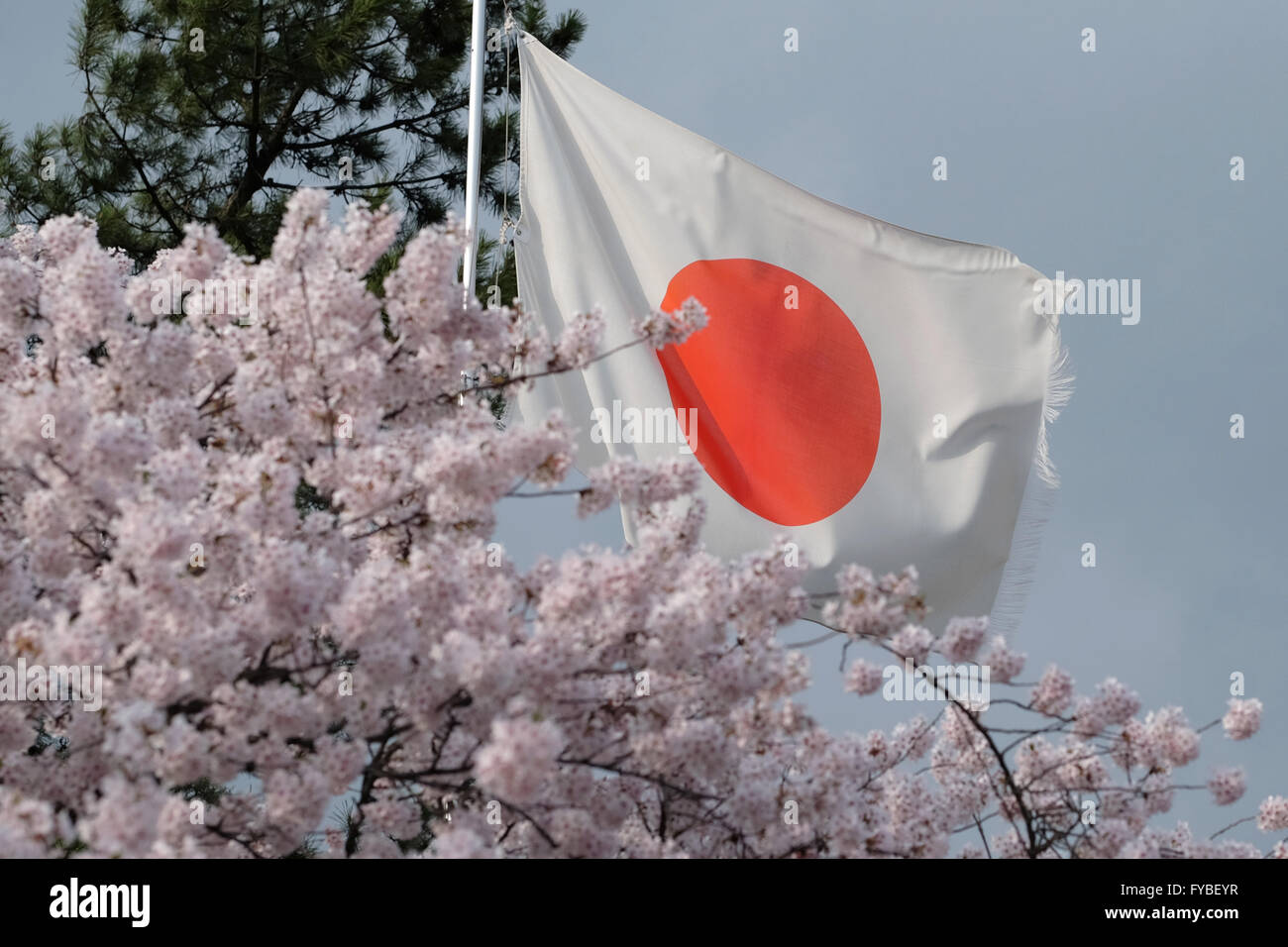 Cherry blossoms are in full bloom as Japanese flag flutters during ...