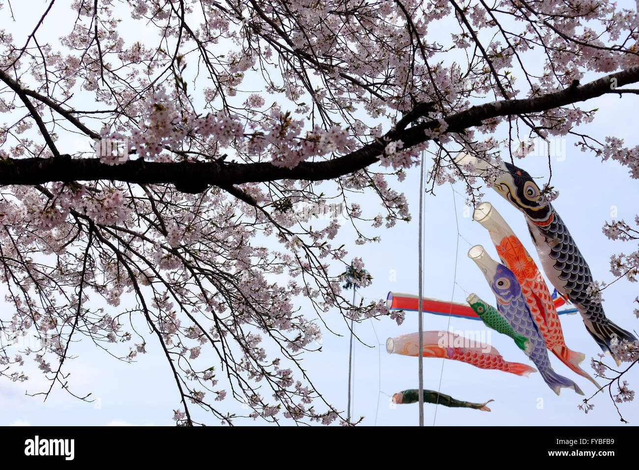 Japan's traditional carp-shaped wind socks called "Koinobori" flutter ...