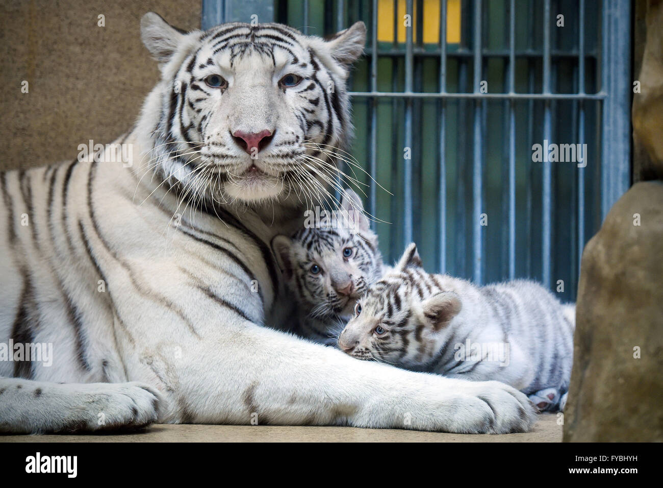 Liberec, Czech Republic. 25th Apr, 2016. A pair of two-month baby white ...