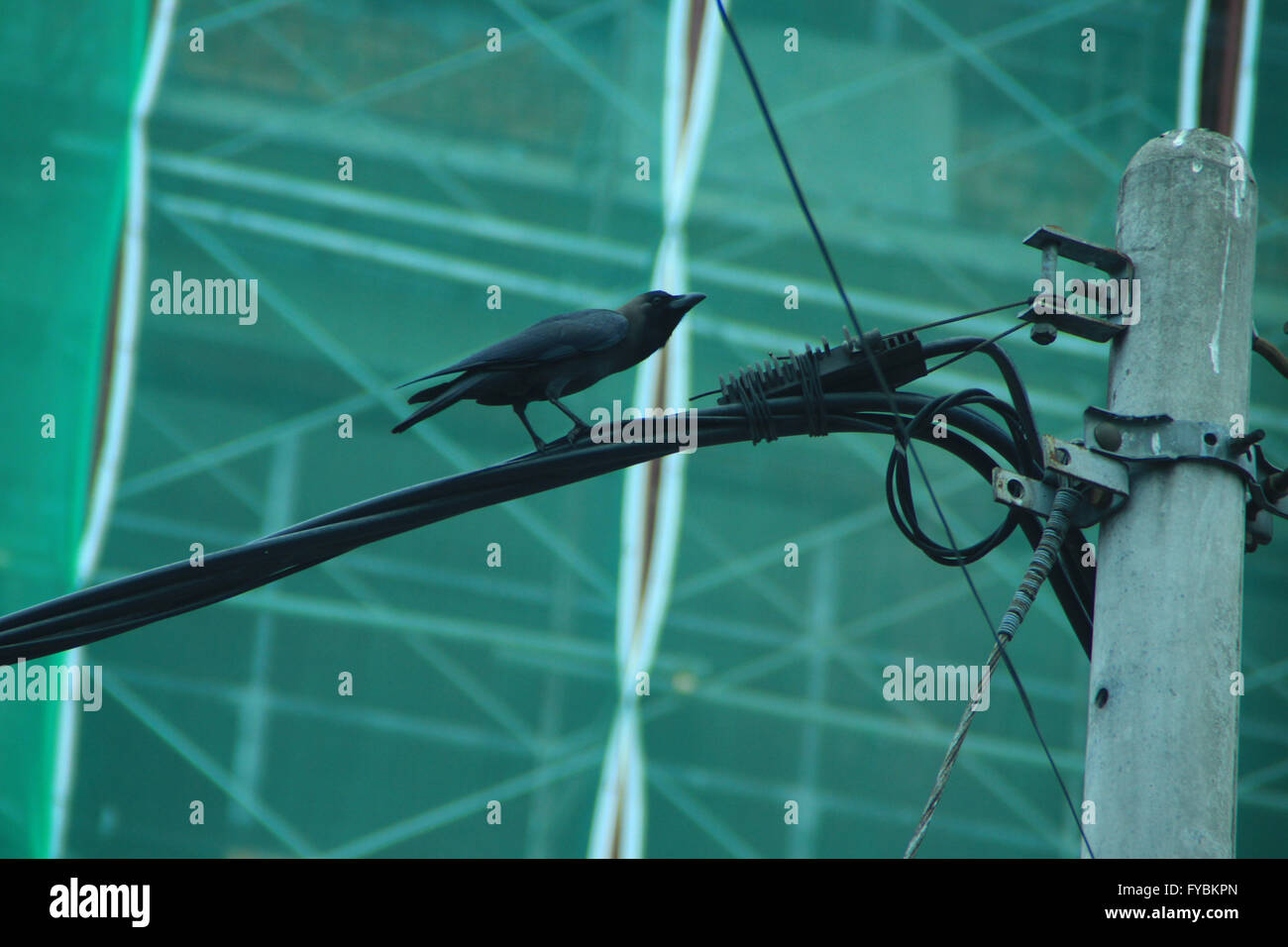Kuala Lumpur, Malaysia. 22nd Apr, 2016. Crows perched on power lines in ...