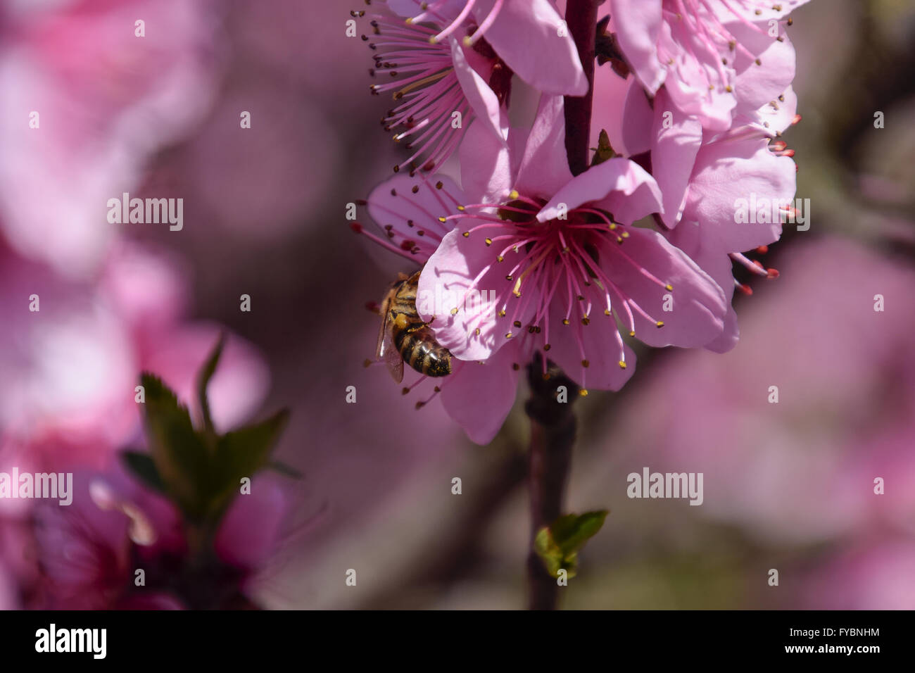 Pollination of flowers by bees peach Stock Photo - Alamy