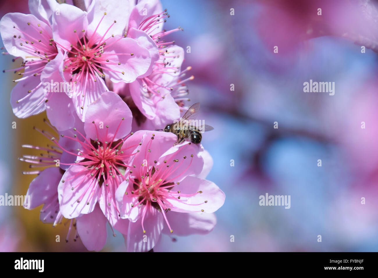 Pollination of flowers by bees peach Stock Photo - Alamy