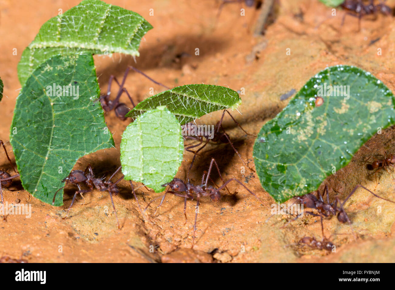 Leaf cutter ants soldier ants hi-res stock photography and images - Alamy