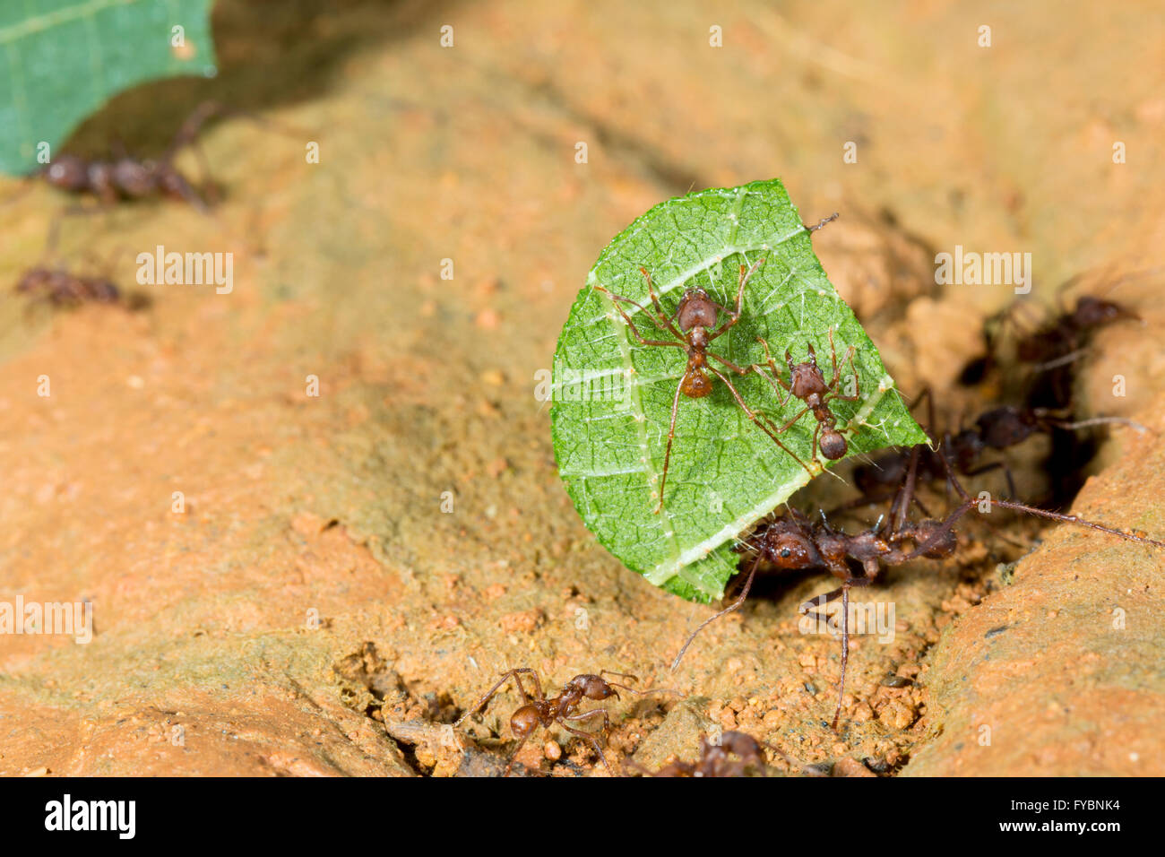 Leaf cutter ants (Atta sp.) in the rainforest in Ecuador Stock Photo ...