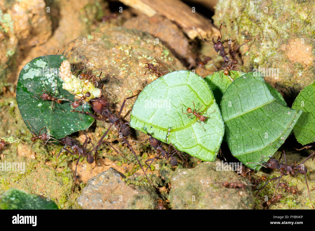 Leaf cutter ants (Atta sp.) in the rainforest in Ecuador Stock Photo ...