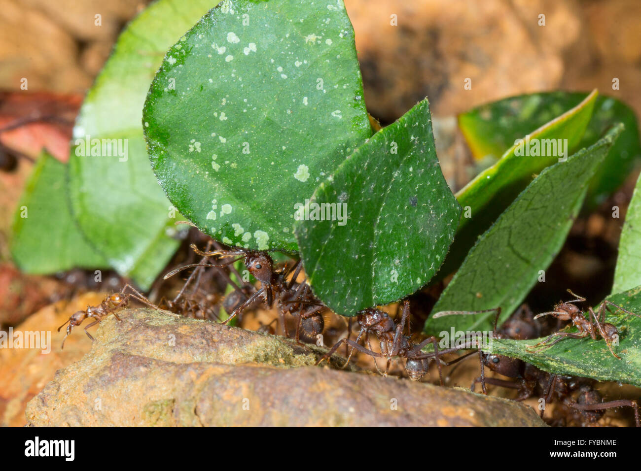 Oil pipeline running through pristine primary rainforest in the Amazon ...