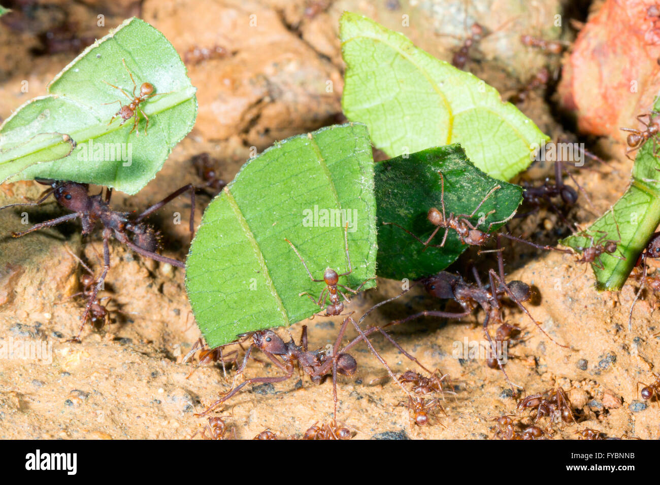 Leaf cutter ants (Atta sp.) in the rainforest in Ecuador Stock Photo ...