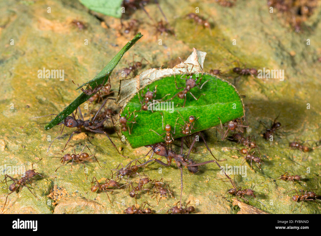 Leaf cutter ants (Atta sp.) in the rainforest in Ecuador Stock Photo ...