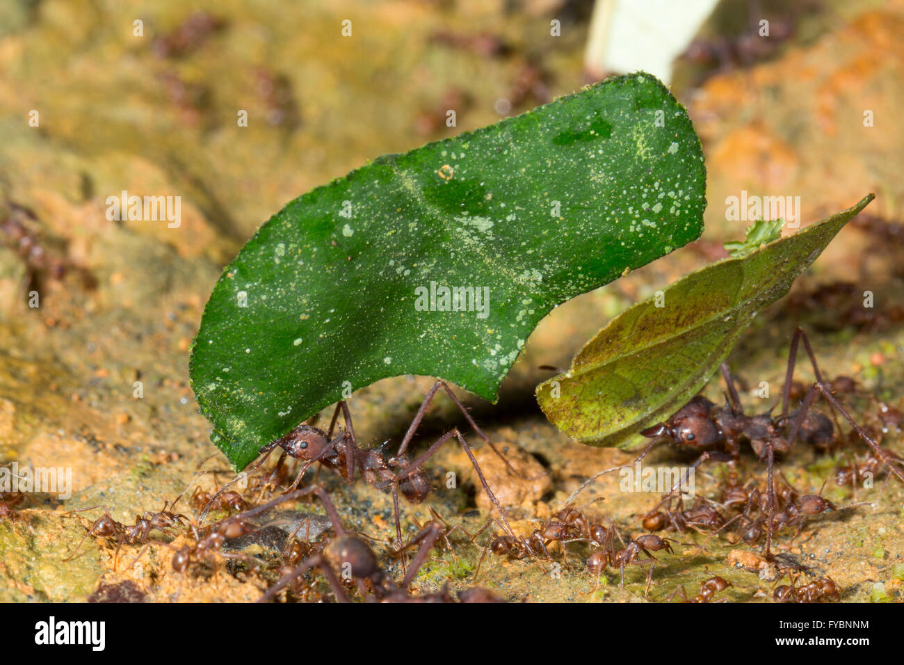 Leaf cutter ants (Atta sp.) in the rainforest in Ecuador Stock Photo ...