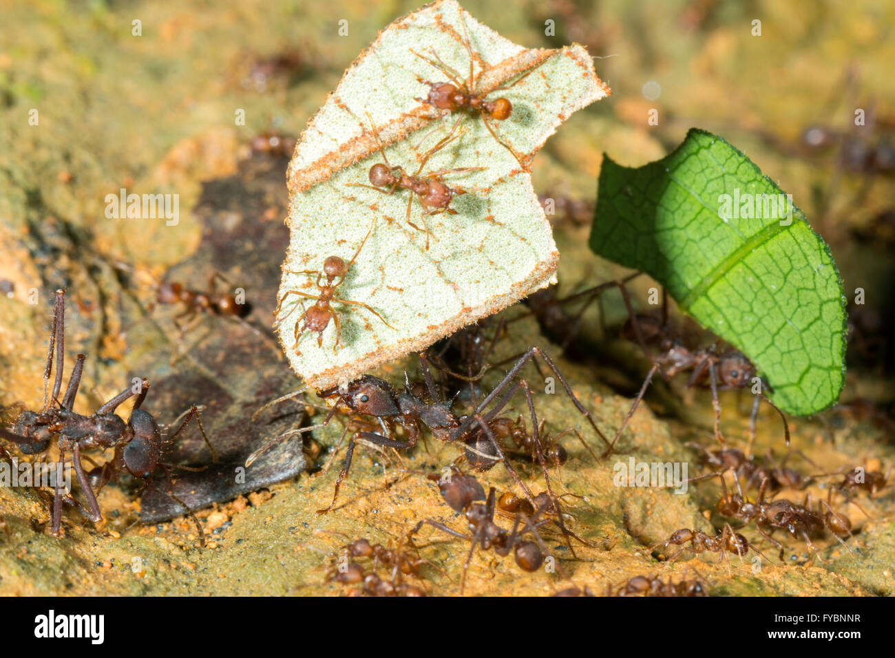 Leaf cutter ants (Atta sp.) in the rainforest in Ecuador Stock Photo ...
