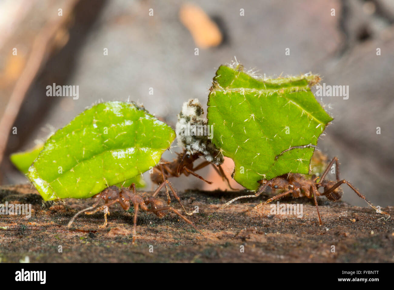 Leaf cutter ants rainforest hi-res stock photography and images - Alamy
