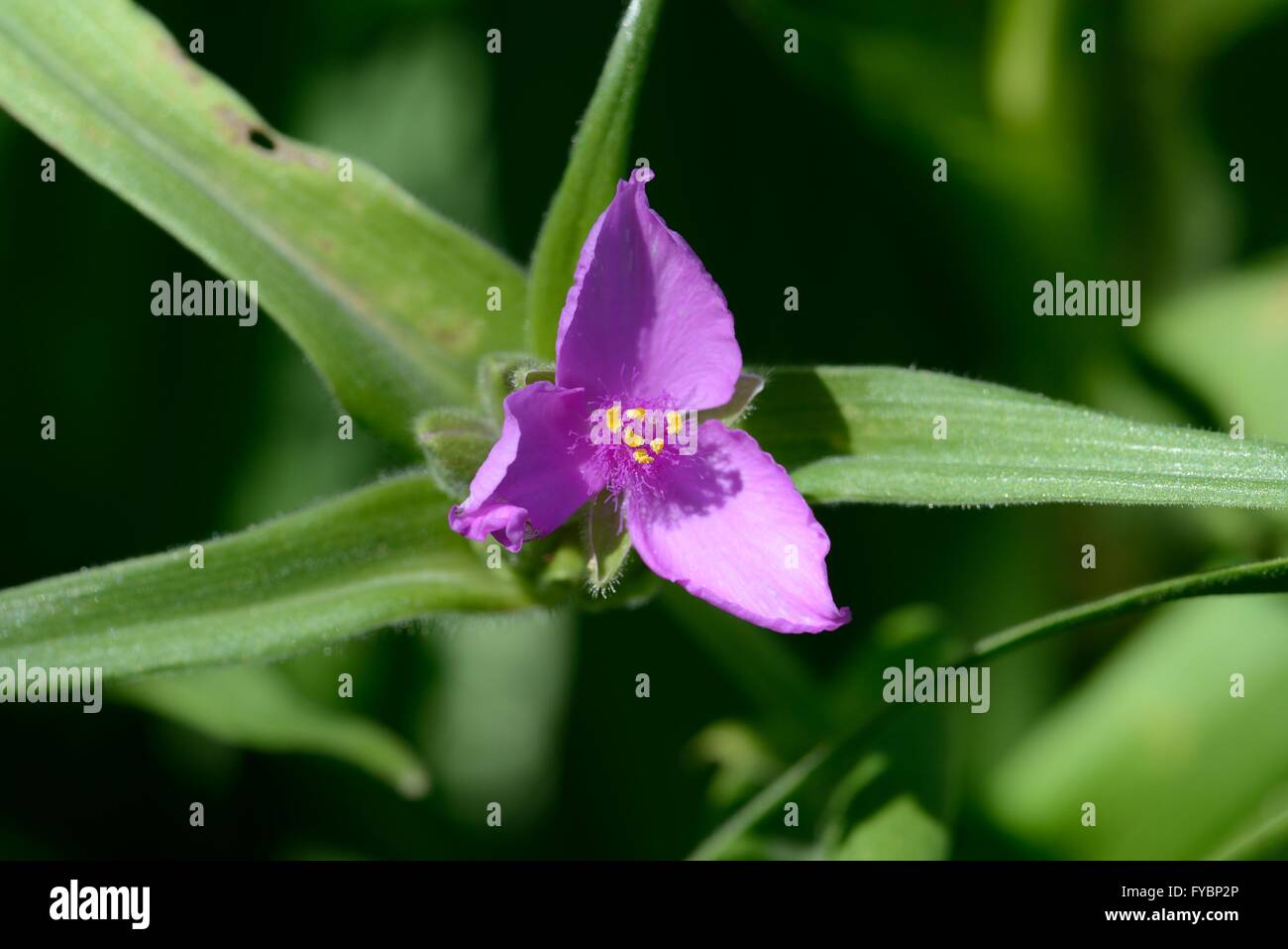Tradescantia humilis hi-res stock photography and images - Alamy