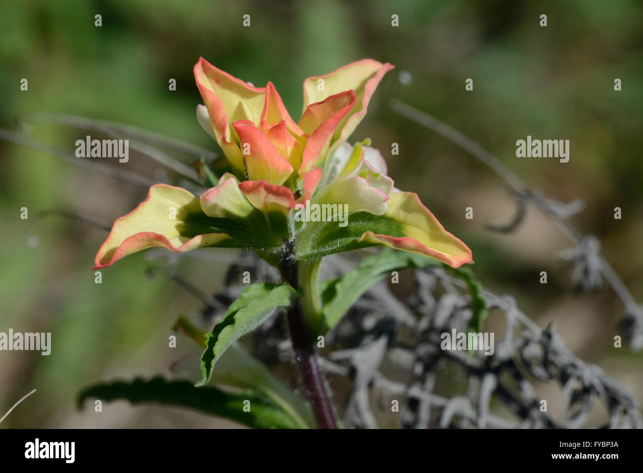 Yellow Indian Paintbrush Stock Photo - Alamy