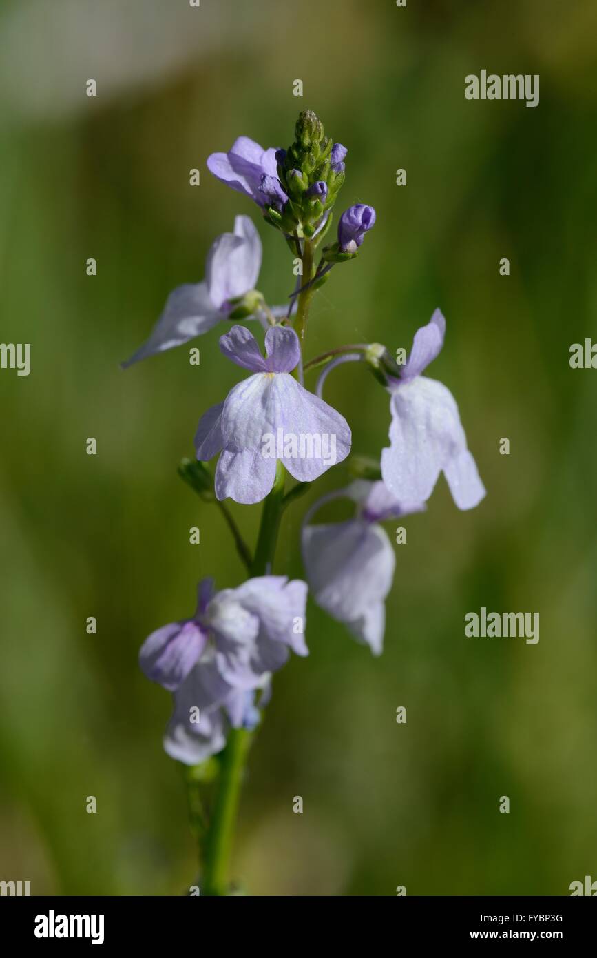 Flax hi-res stock photography and images - Alamy