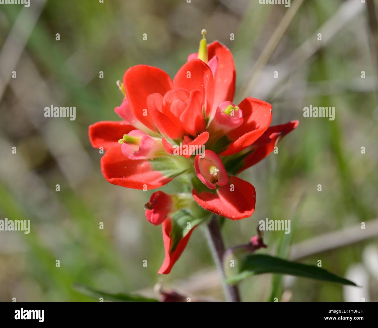 Scarlet indian paintbrush hi-res stock photography and images - Alamy