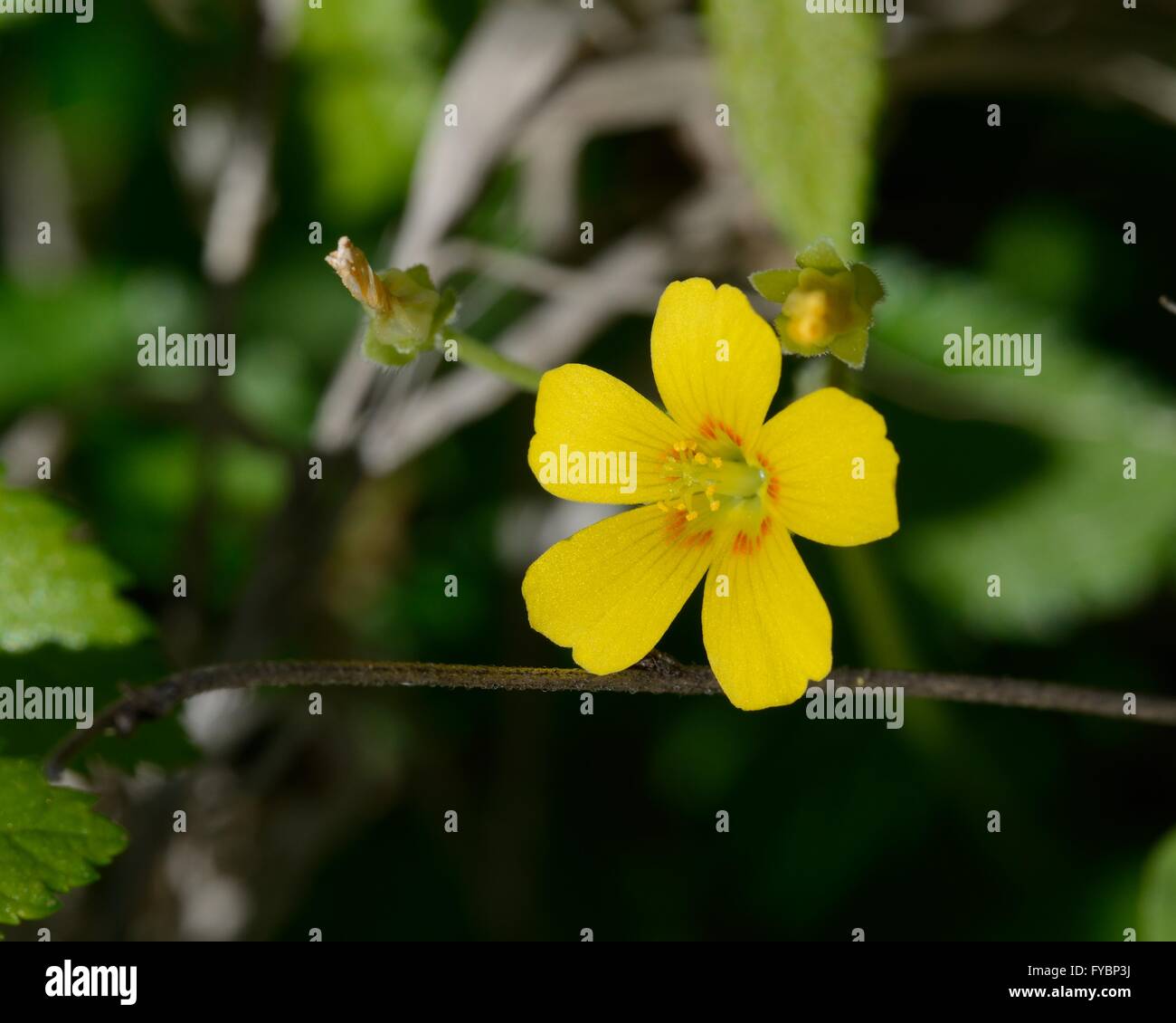 Yellow Wood Sorrel Stock Photo - Alamy