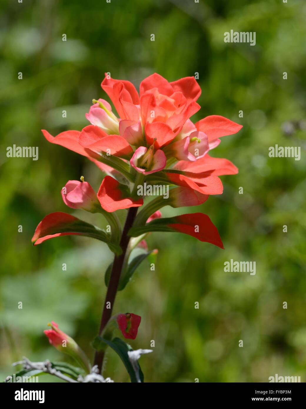 Scarlet indian paintbrush hi-res stock photography and images - Alamy