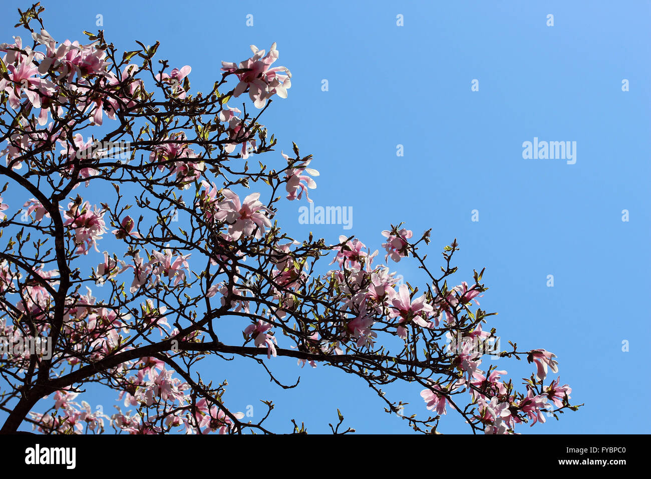 Spring cherry blossoms blue hi-res stock photography and images - Alamy